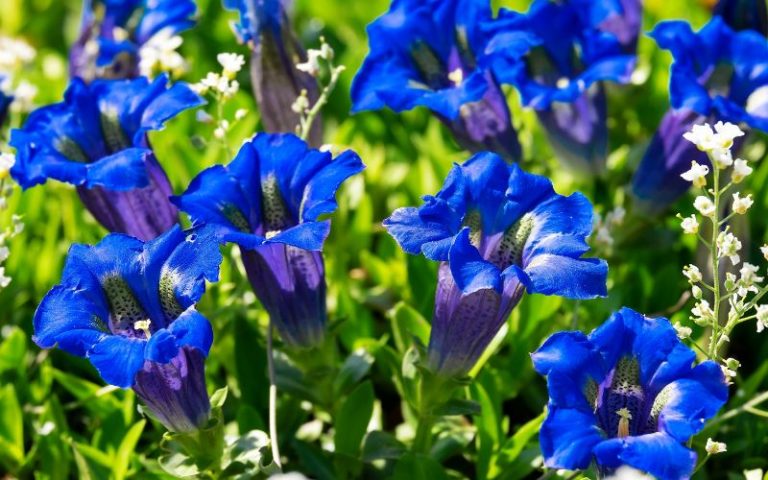 Enzian: Bedeutung und Symbolik der blauen Blume