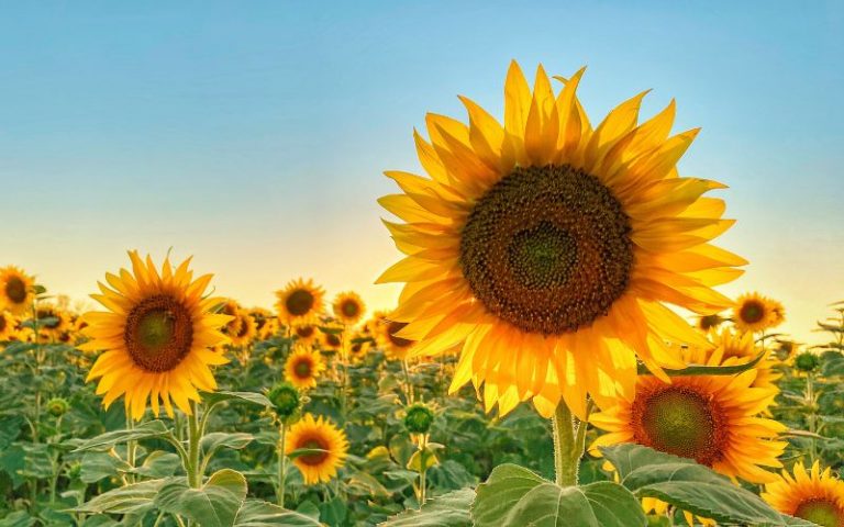 Bedeutung Von Sonnenblumen