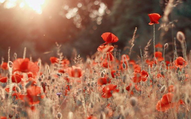 Mohnblume: Bedeutung und Symbolik von Mohn