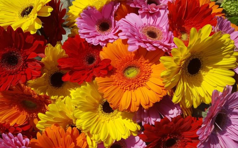 Lilie: Bedeutung und Symbolik (Sprache der Blumen)