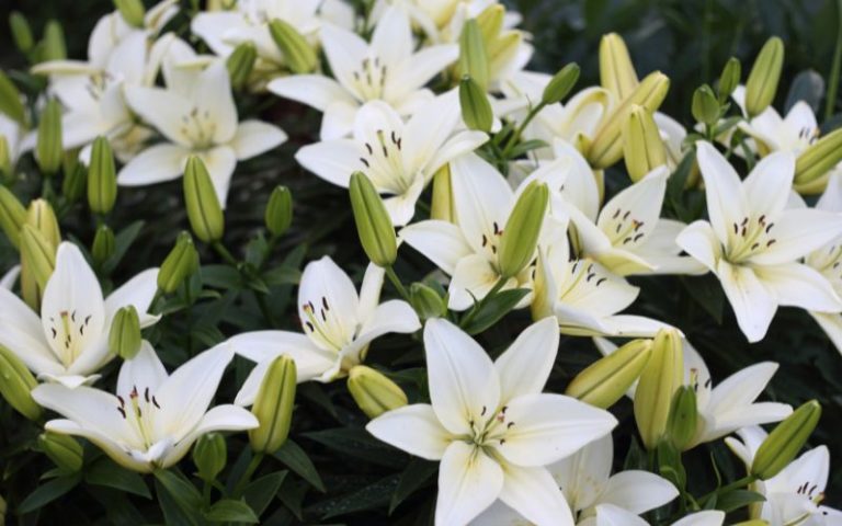 Lilien Wei Bedeutung